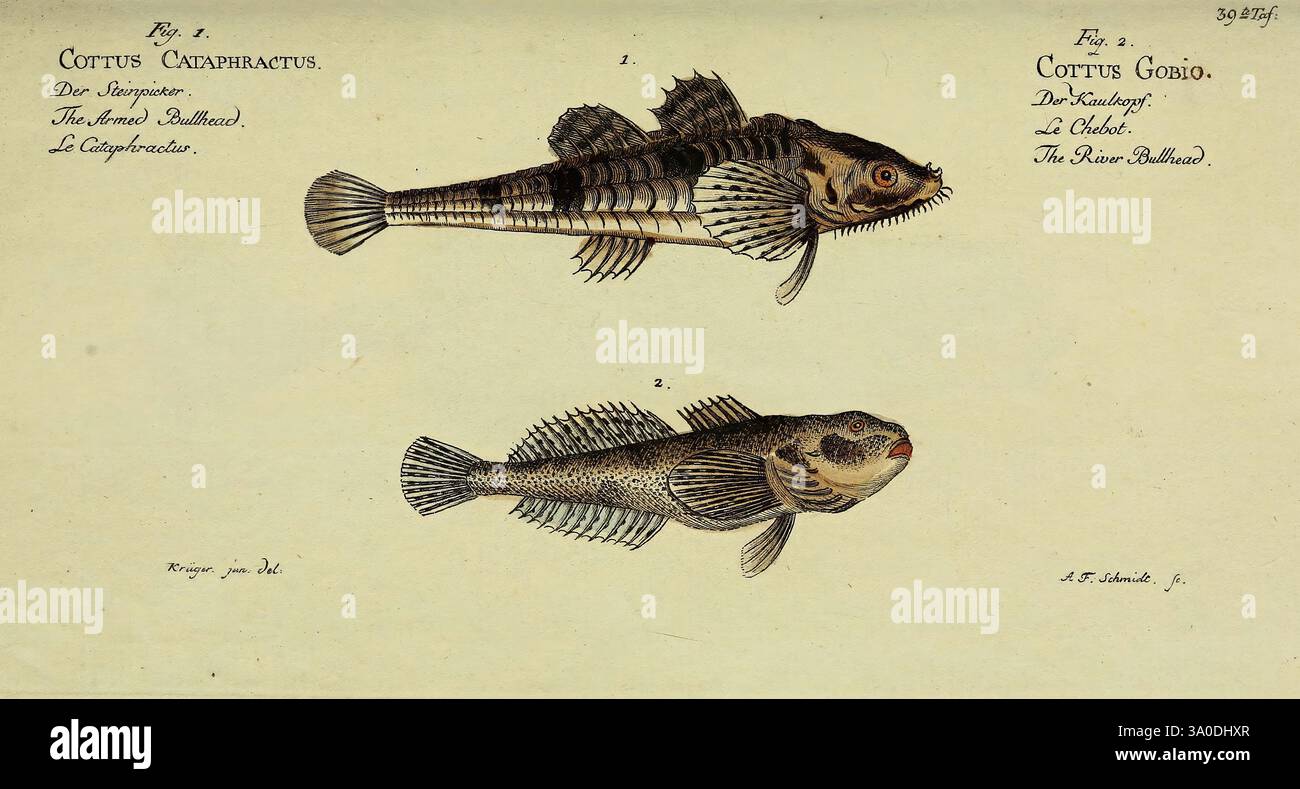 Cotus hi-res stock photography and images - Alamy