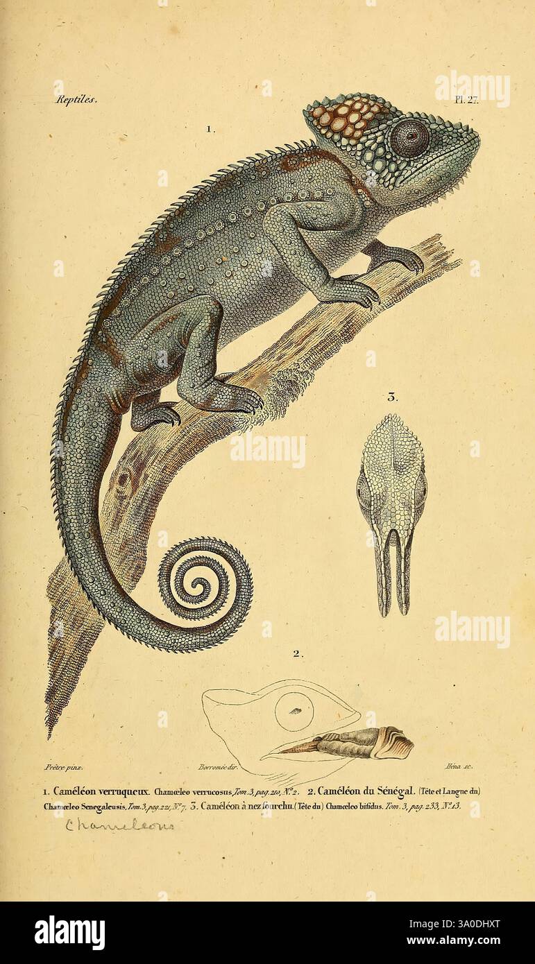 Erpétologie générale, ou, Histoire naturelle complète des reptiles ...