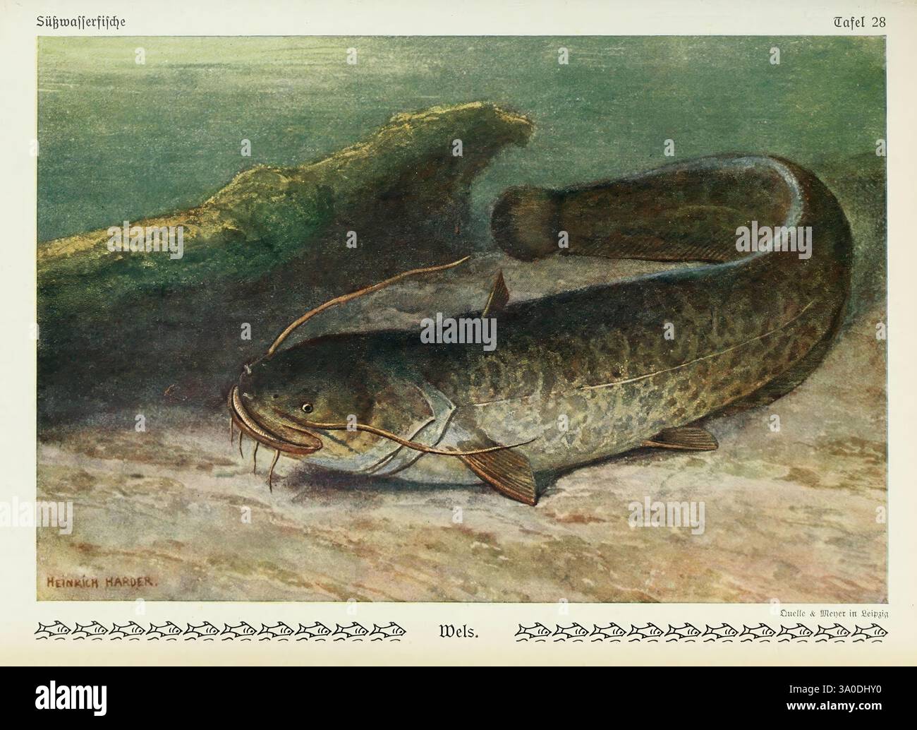 Unsere SuÌ, 6Ã8wasserfische Leipzig, Quelle & Meyer, 1913, 59743 ...
