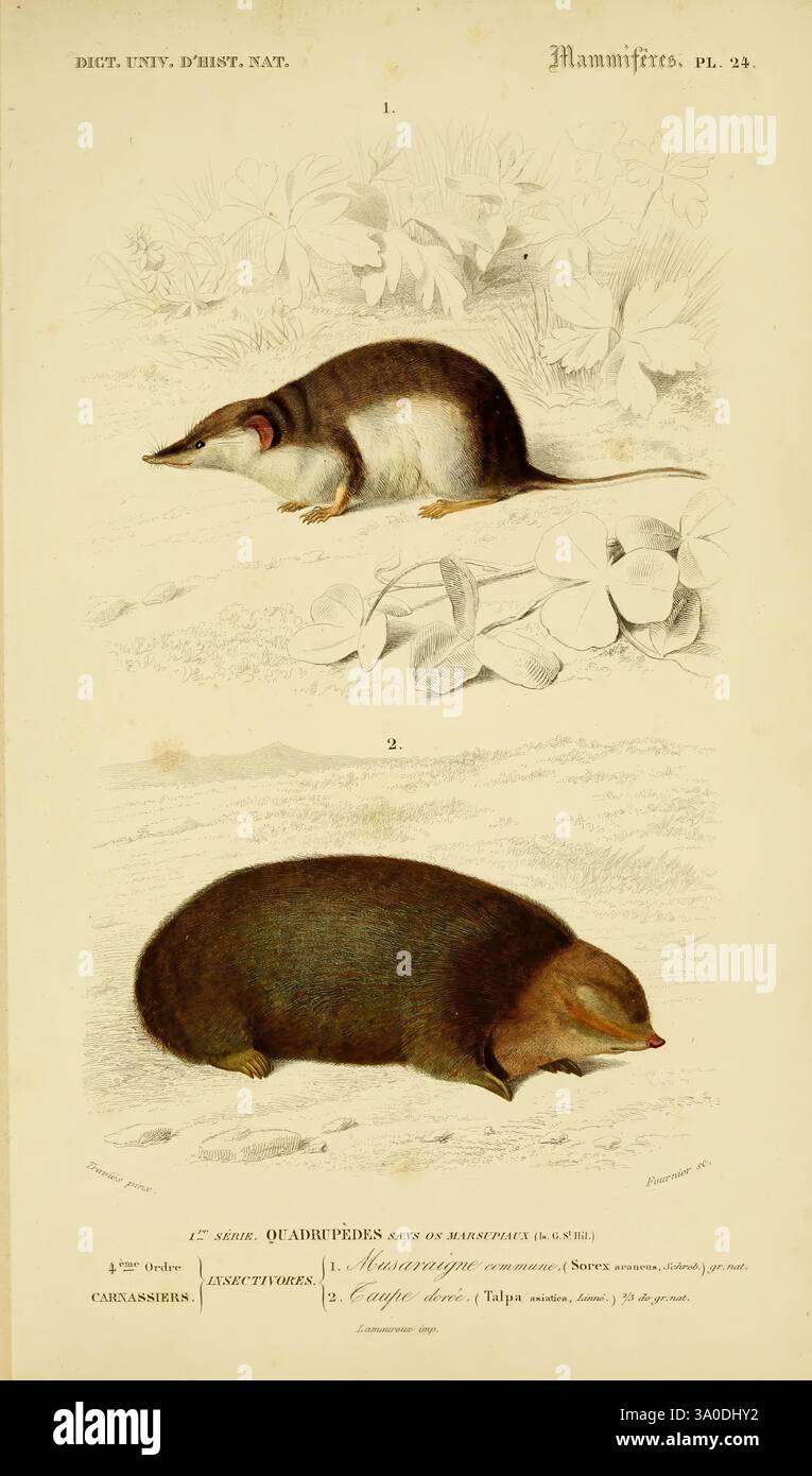Illustration showcases two distinct species of mammals hi-res stock ...