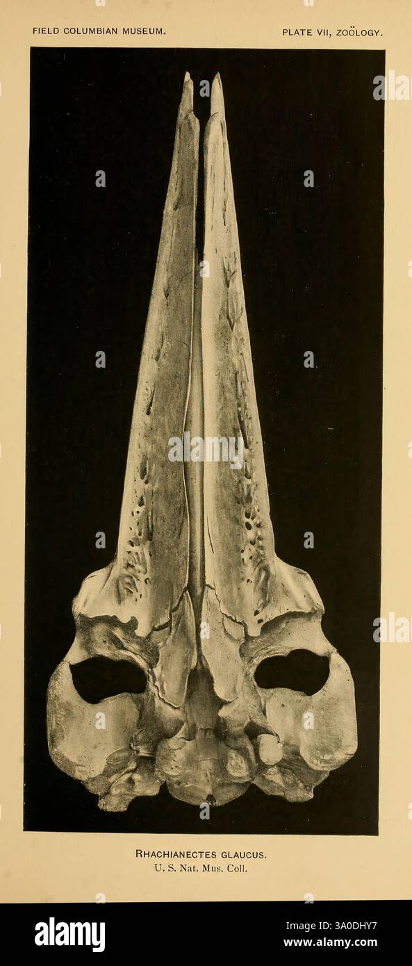 Modern cetaceans hi-res stock photography and images - Alamy