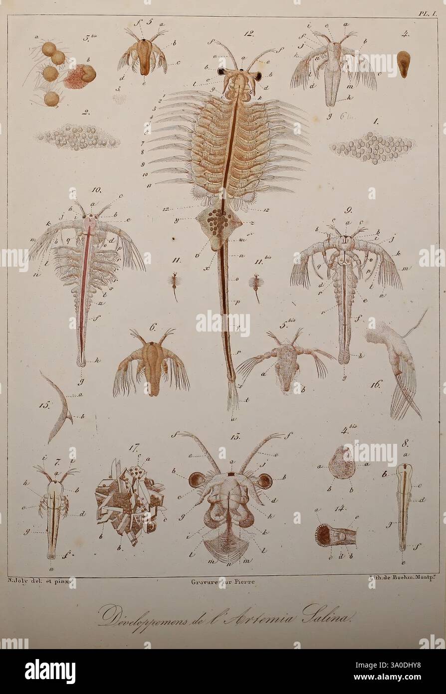 Petit crustace hi-res stock photography and images - Alamy