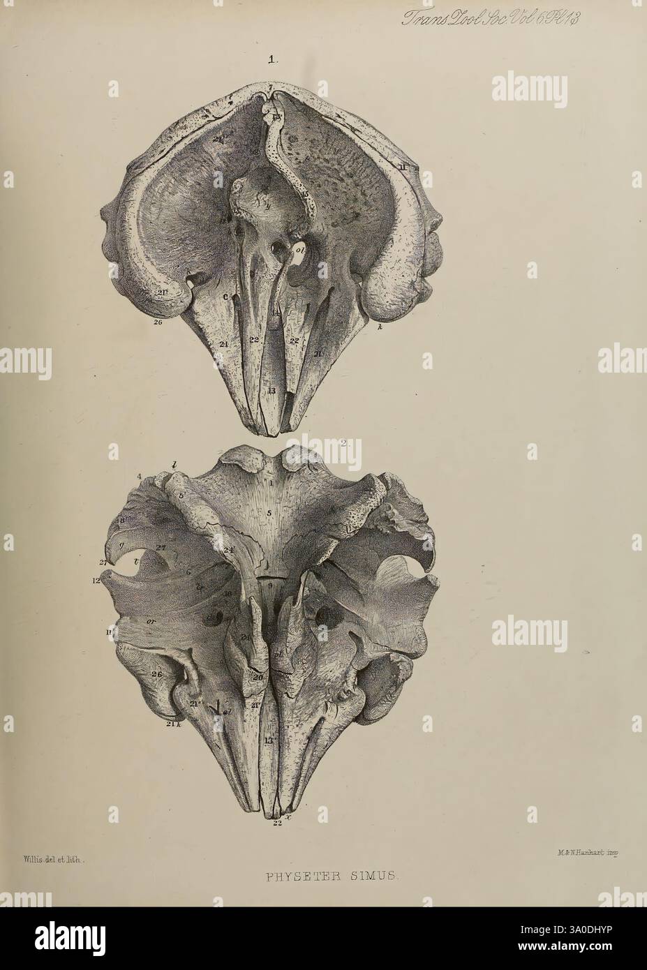 Fascinating marine mammals skull morphology hi-res stock photography ...