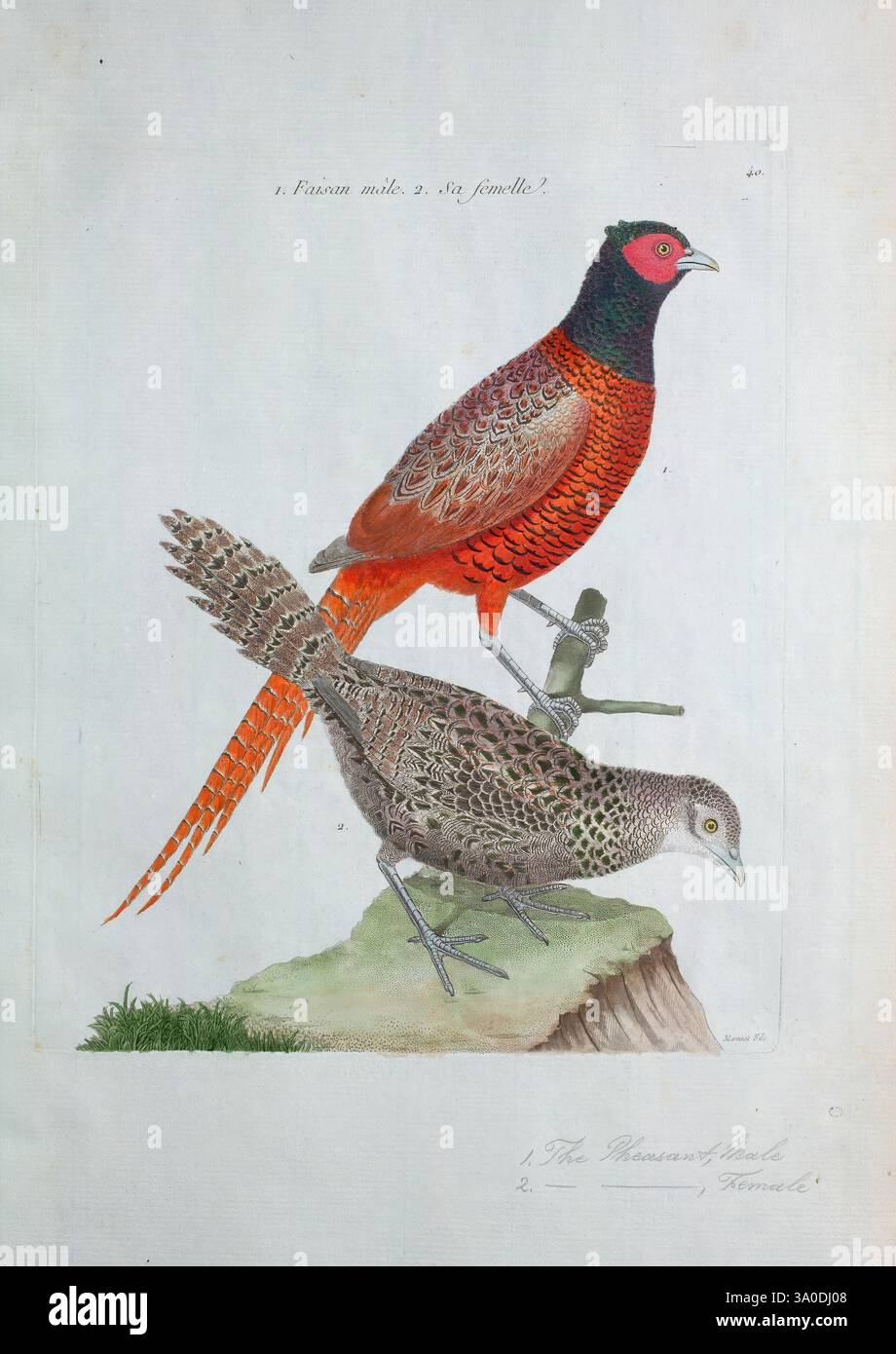 Two distinct species of pheasants hi-res stock photography and images ...