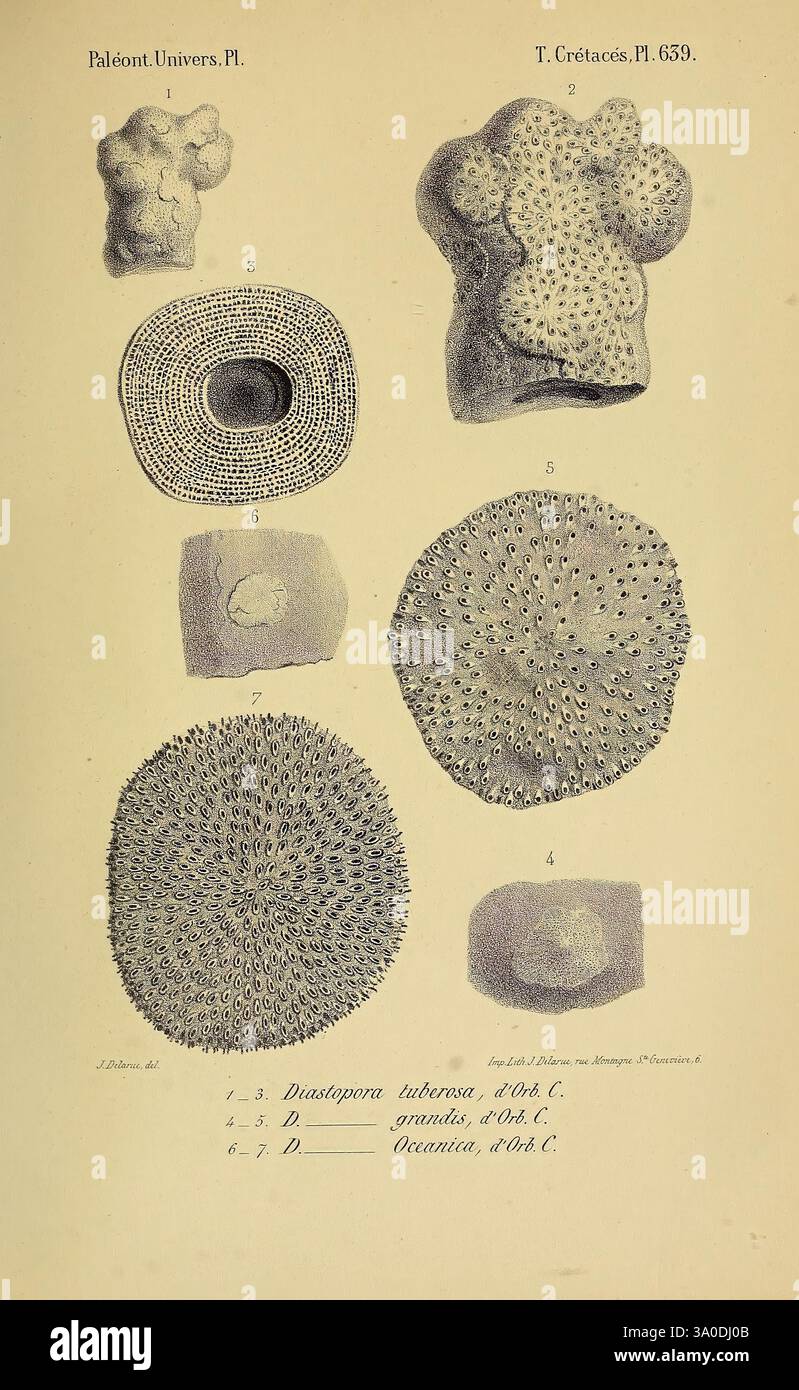 Paléontologie française, Paris, Chez l'auteur, 1840-1894, France ...