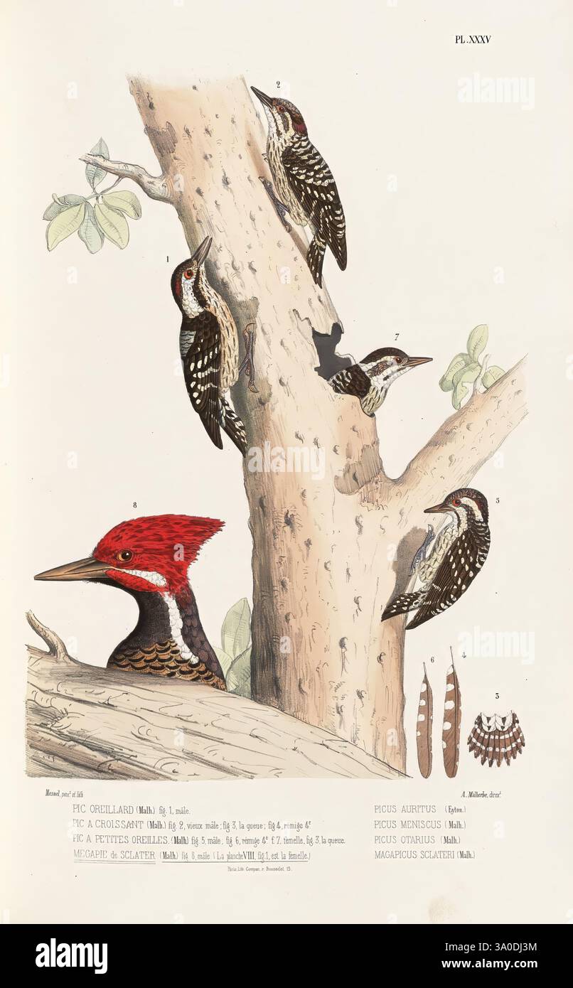 Picus meniscus hi-res stock photography and images - Alamy