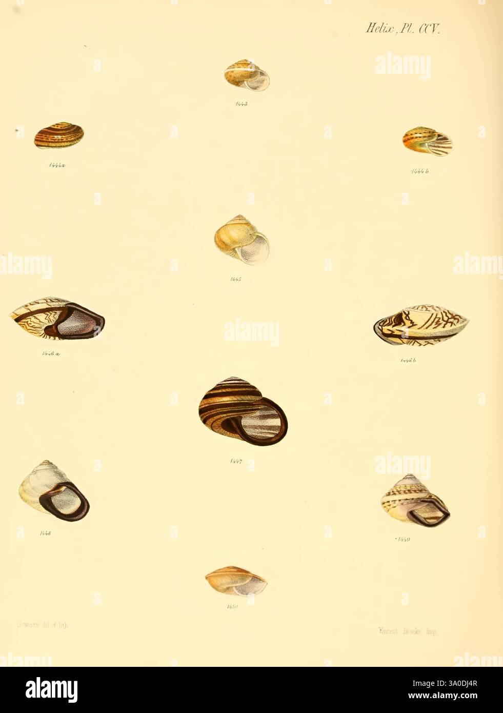 Conchologia Iconica, or Illustrations of the Shells of Molluscous ...