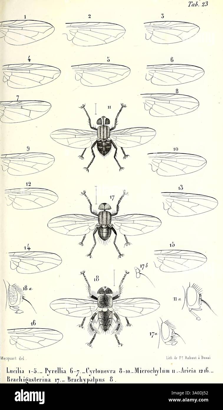 Comprehensive comparison of structural characteristics hi-res stock ...