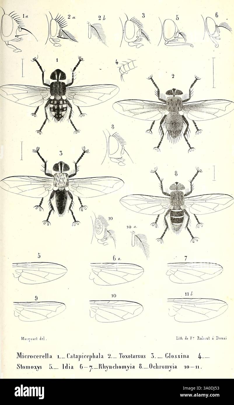 Anatomical structures of different flies hi-res stock photography and ...