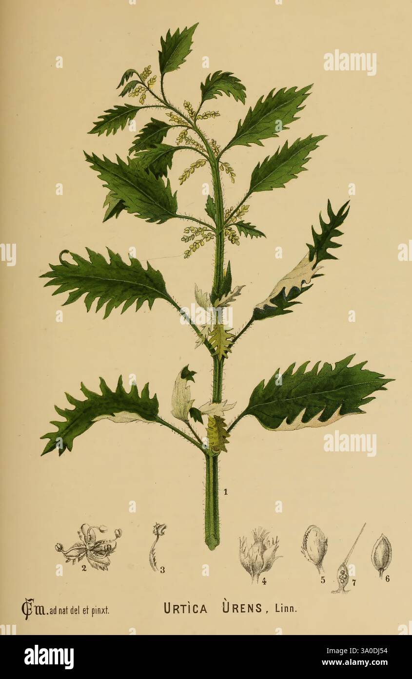 American Medicinal Plants New York Boericke & Tafel c1887 Botany ...