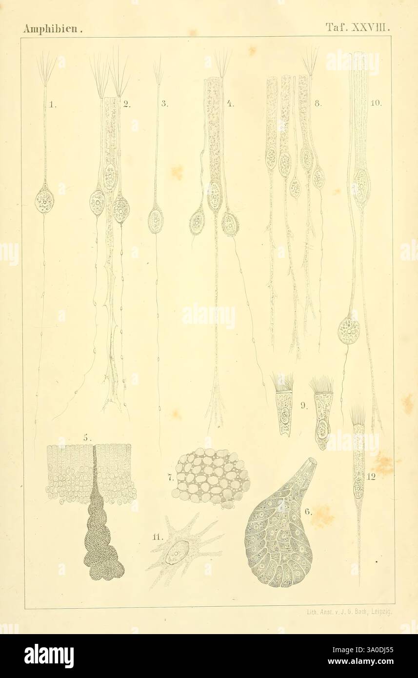 Figure showcases different components of amphibian biology hi-res stock ...