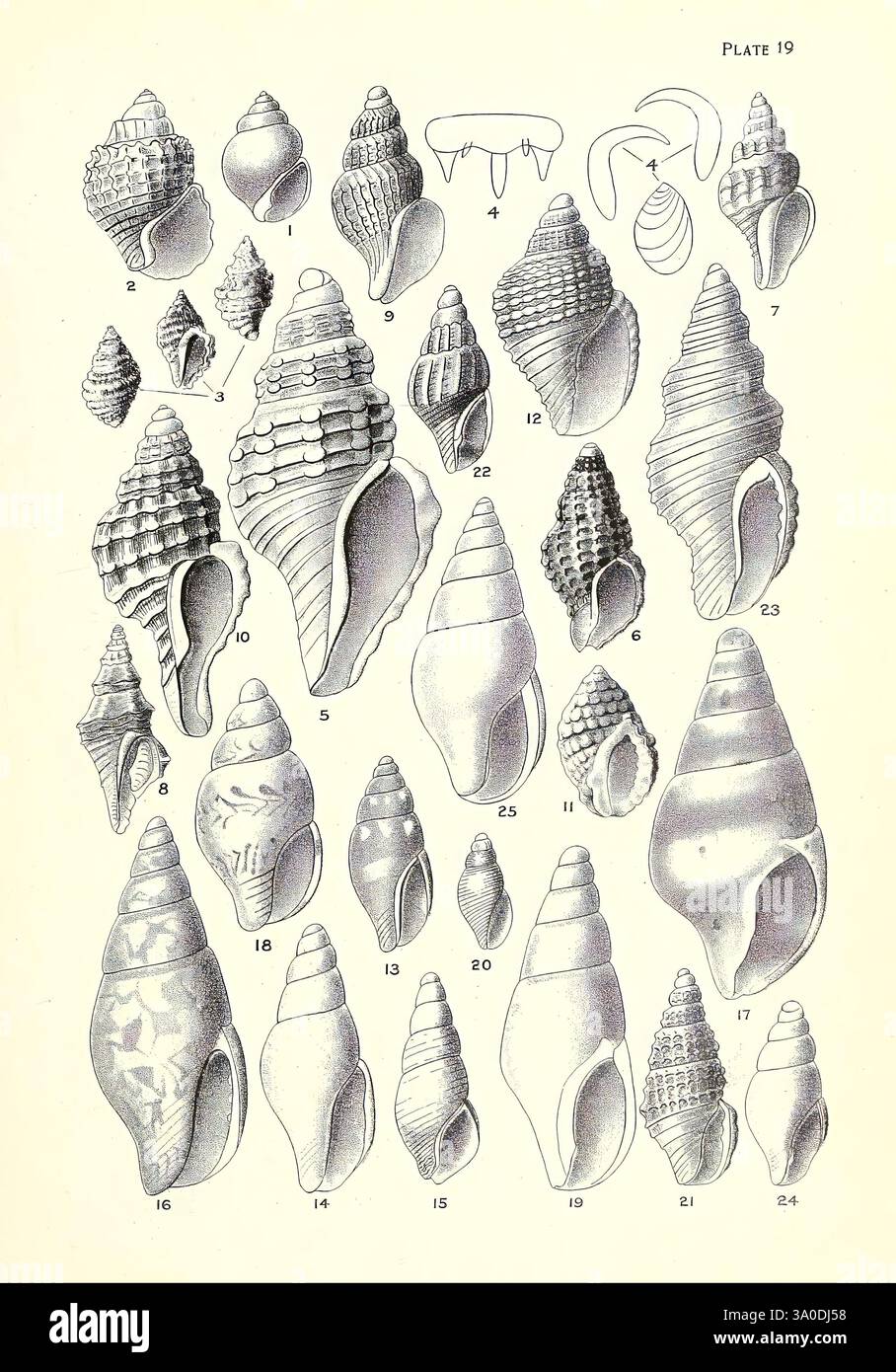 Turban shaped shells hi-res stock photography and images - Alamy