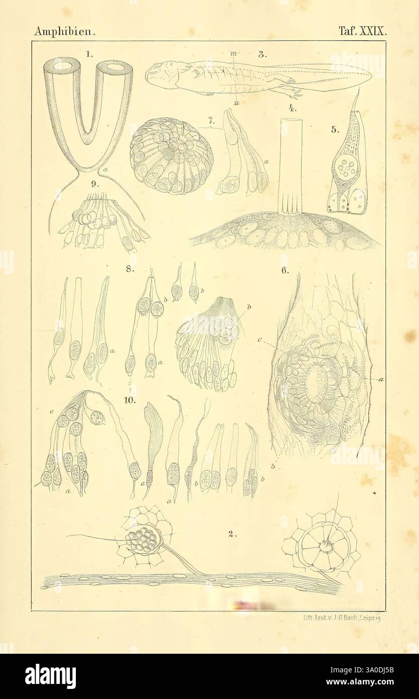 Complexity of amphibian morphology hi-res stock photography and images ...