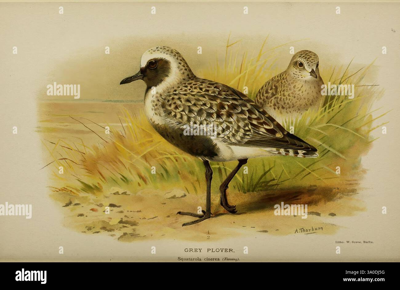 Beautifully illustrated portrayal of two grey plovers hi-res stock ...