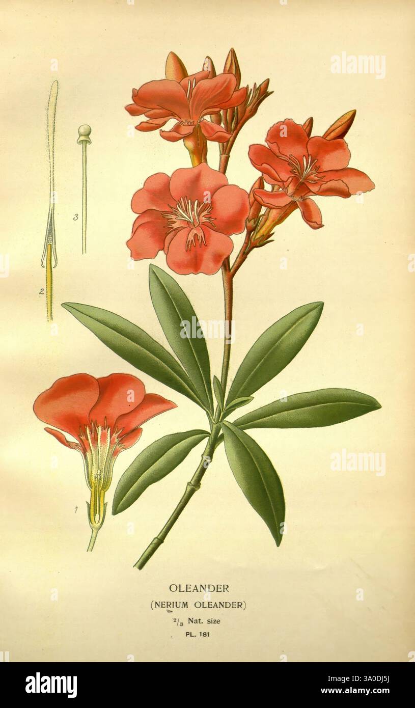 Favourite flowers of garden and greenhouse, London and New York ...