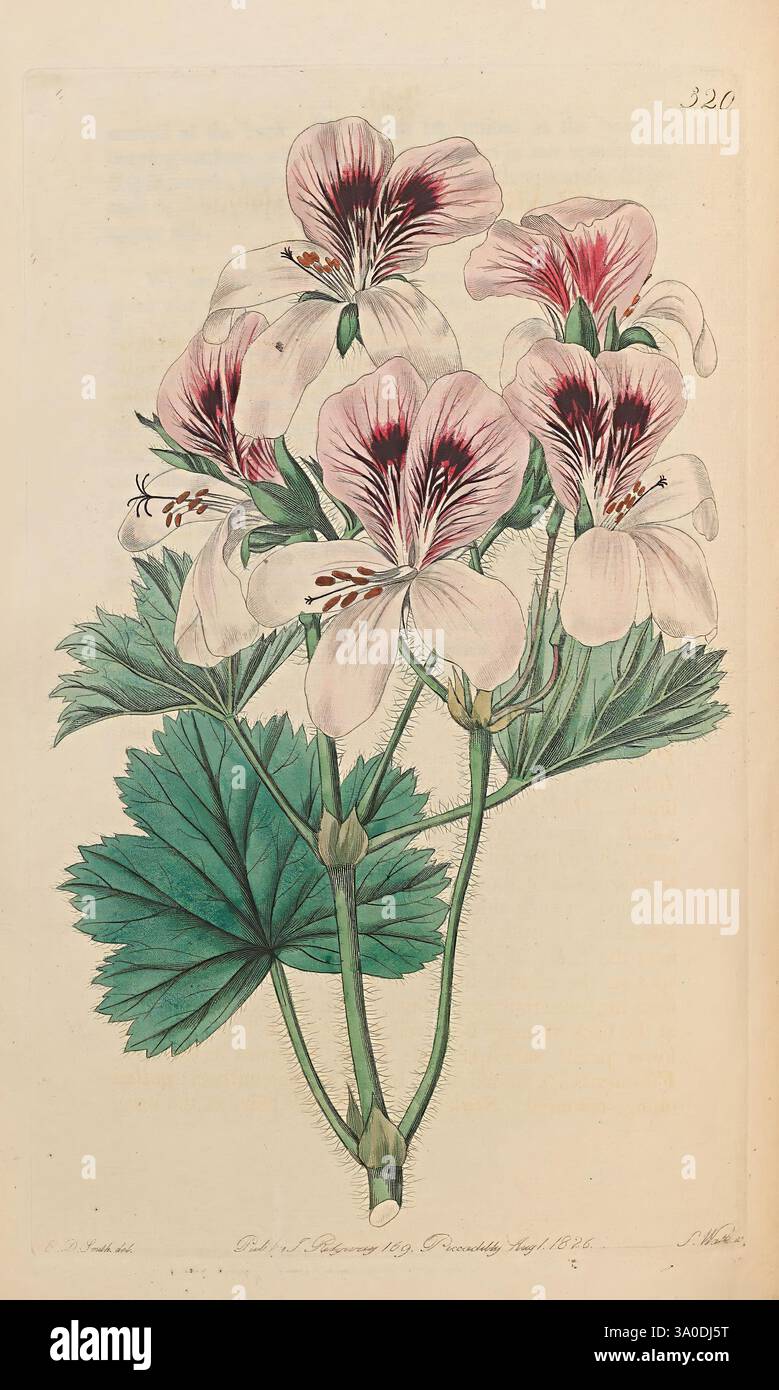 Geraniaceae, London, Printed for James Ridgway, Piccadilly, 1820-1830 ...