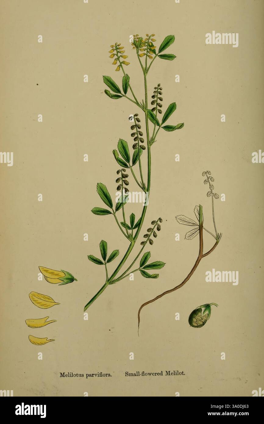 English botany Coloured figures of British plants London R. Hardwicke ...