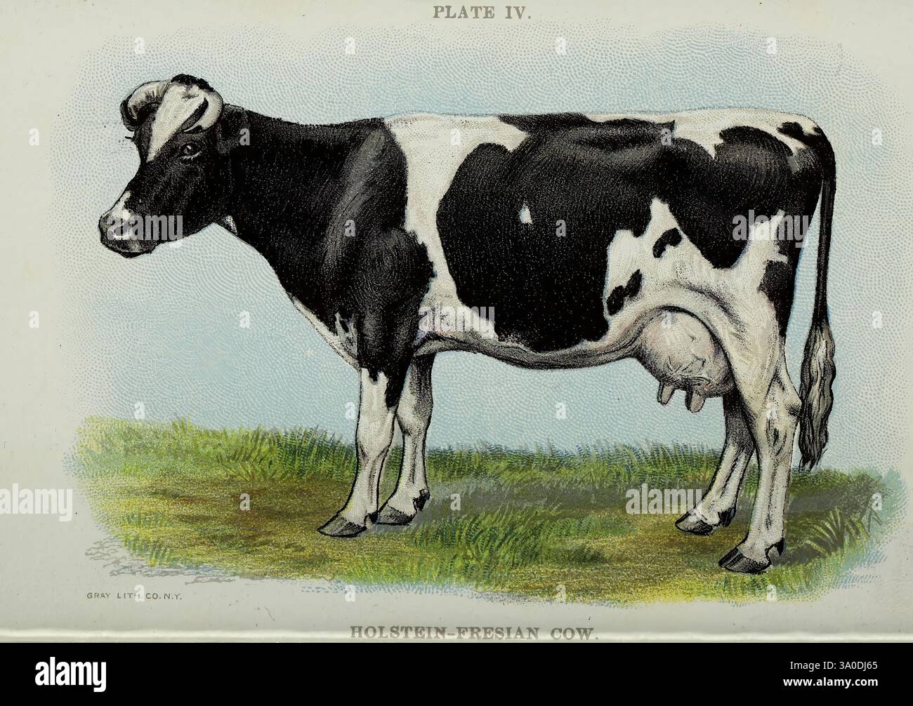 Biggle cow book, Philadelphia, W. Atkinson, 1898, c1897, cows, Bos ...