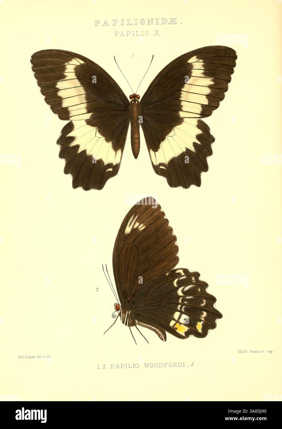 Showcases elegant wing patterns hi-res stock photography and images - Alamy