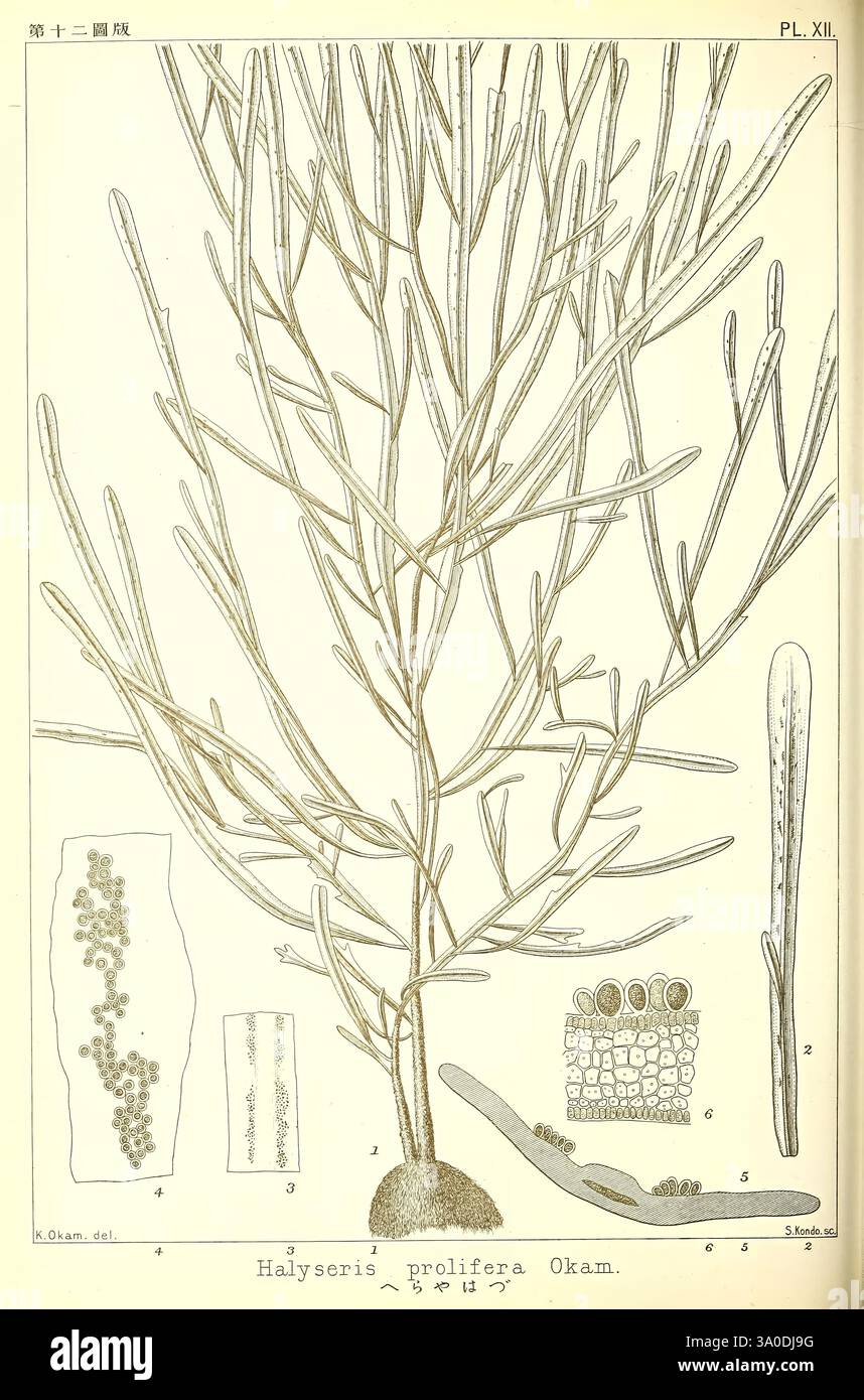 Icones of Japanese algae, Tokyo, Kazamashobo 1907-1942, algae, botany ...