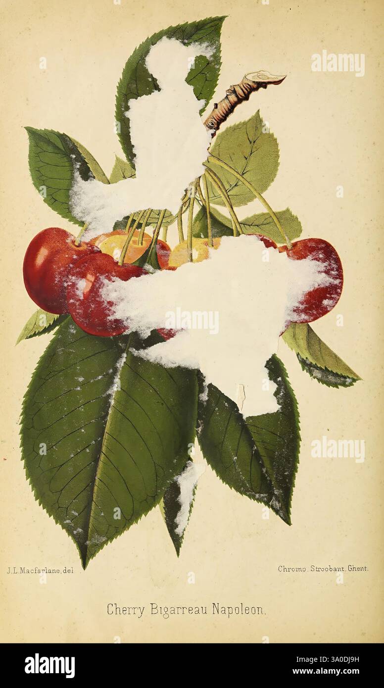 Cherry bigarreau napoleon variety hi-res stock photography and images ...