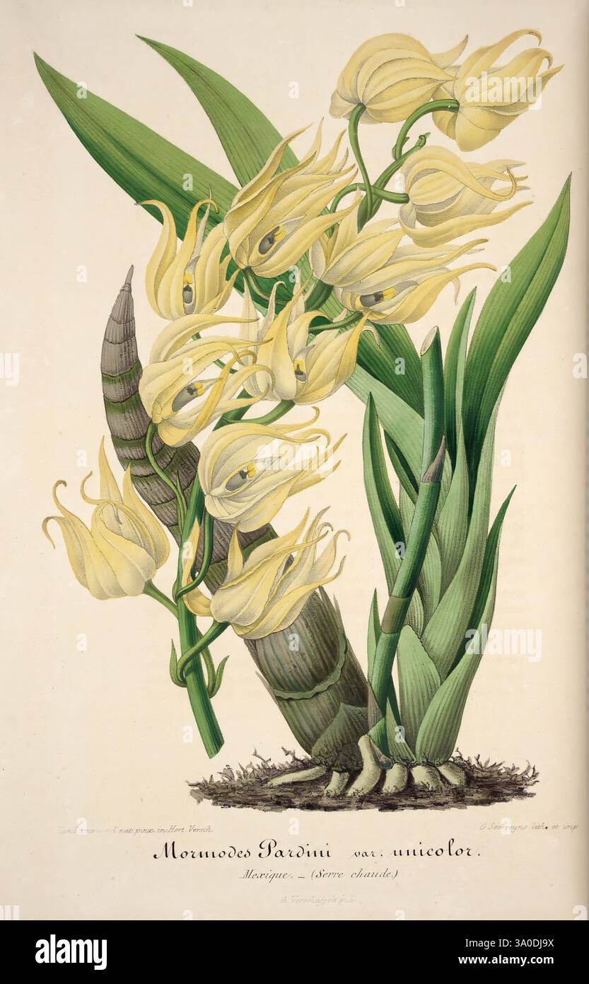 Mormodes pardina variety unicolor hi-res stock photography and images ...