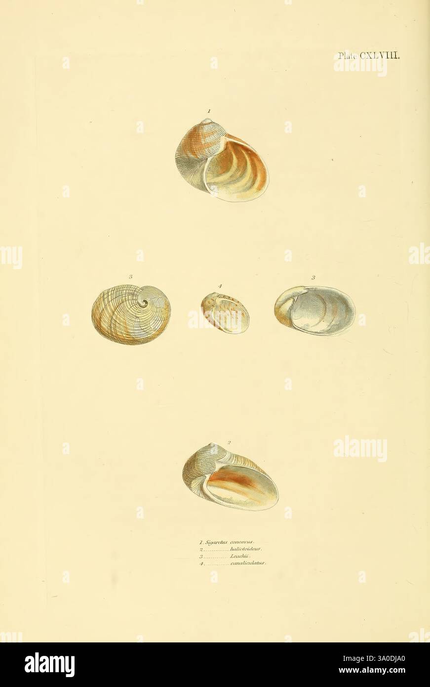 Conchologia systematica, or Complete system of conchology, London ...