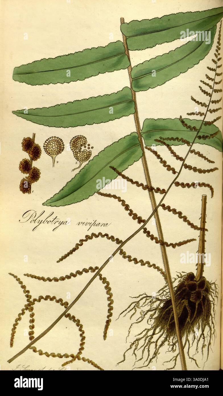 Clusters of spore cases hi-res stock photography and images - Alamy