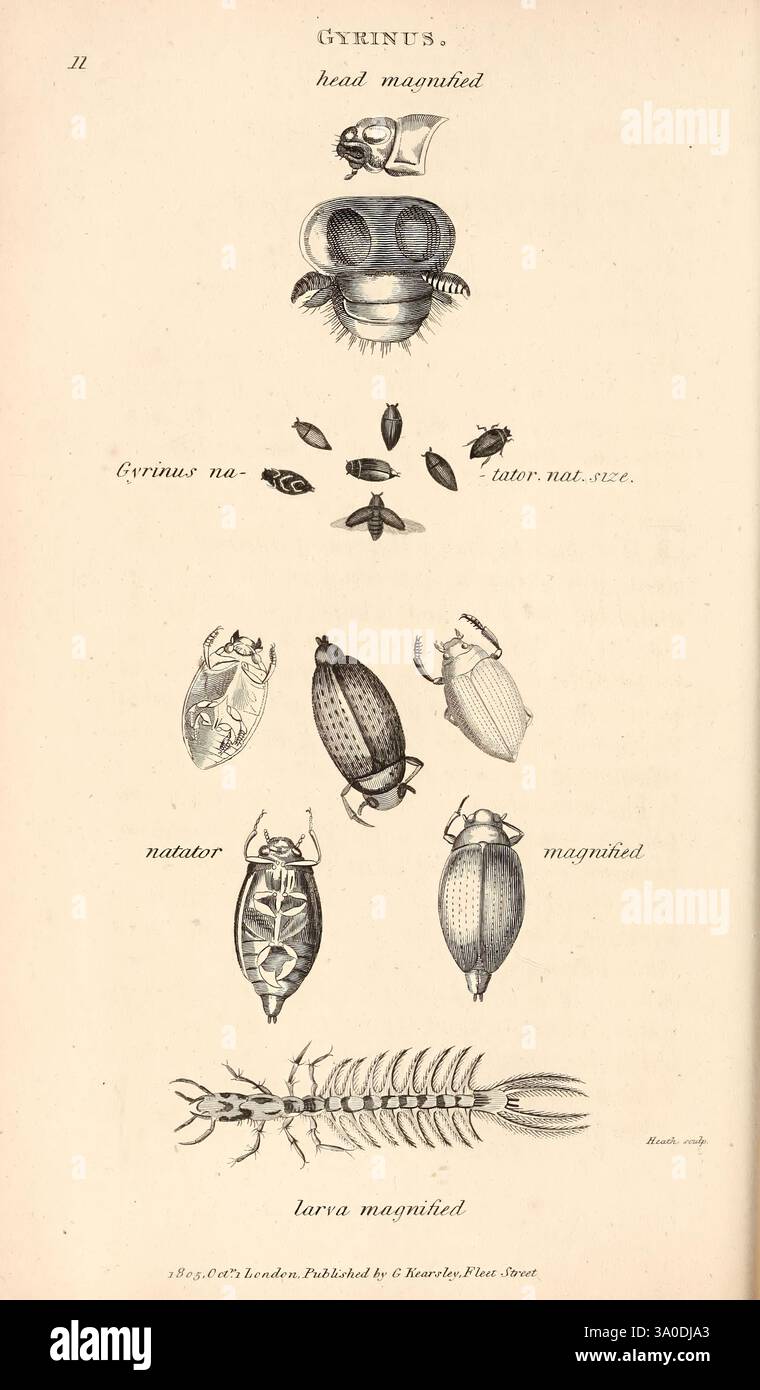 General zoology, or Systematic natural history, London, Printed for G ...