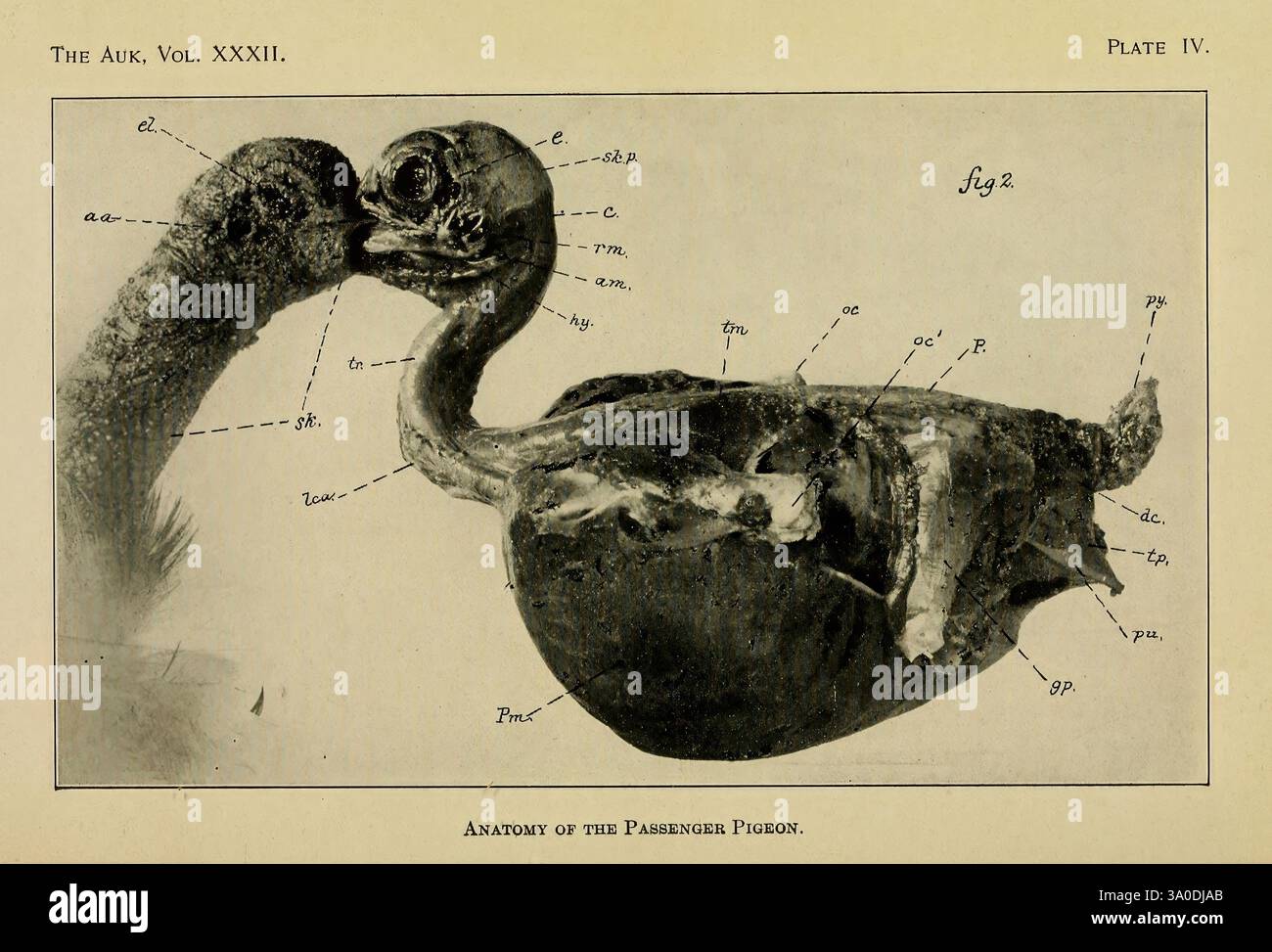 The Auk, Washington, D.C, American Ornithologists' Union, 1884, birds ...
