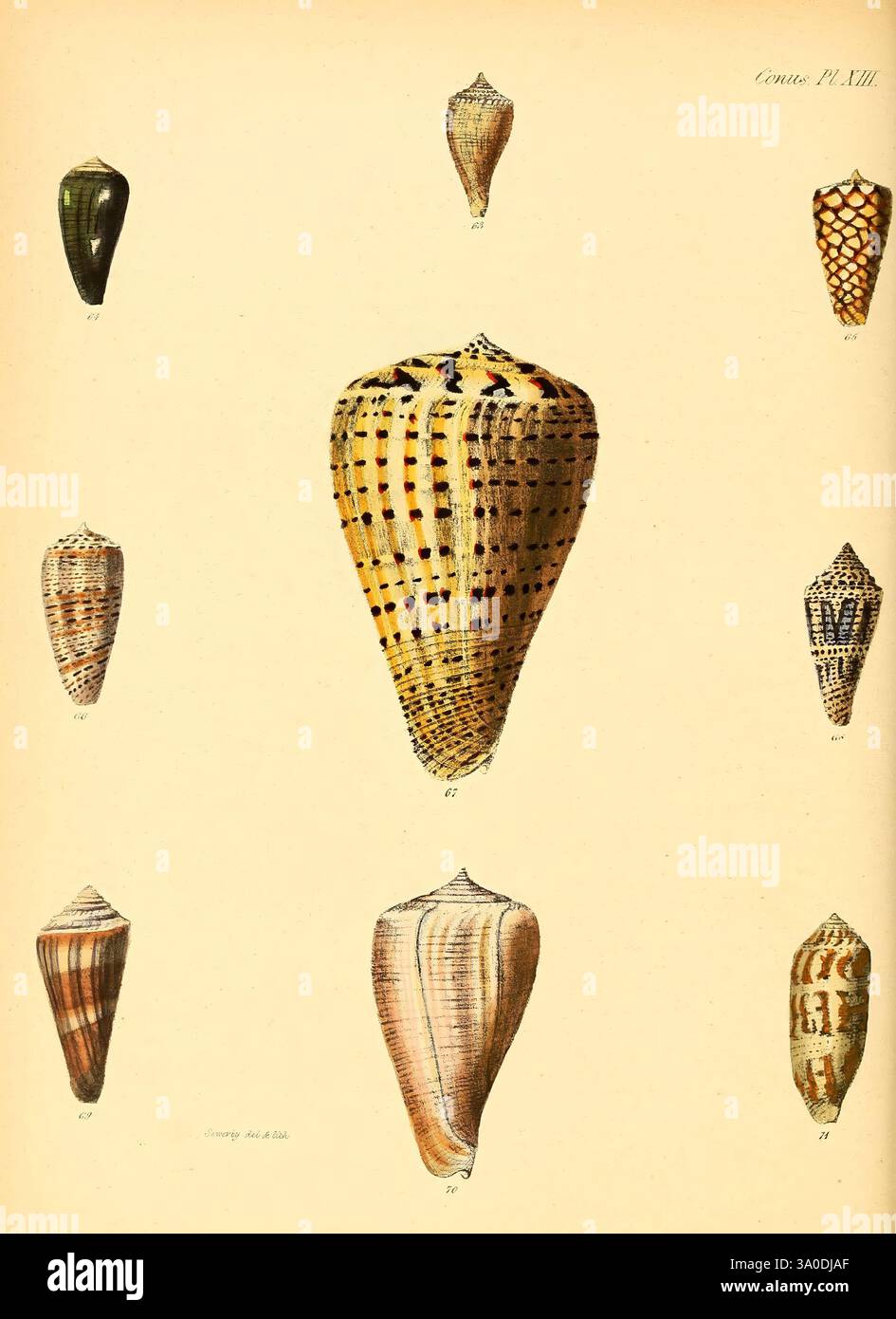 Various beautifully detailed seashells hi-res stock photography and ...