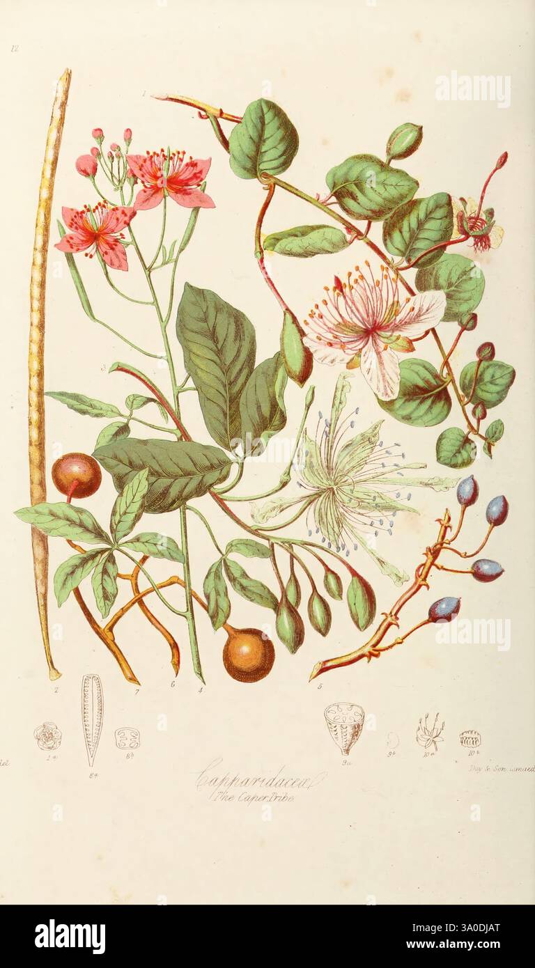 Illustrations of the natural orders of plants with groups and ...