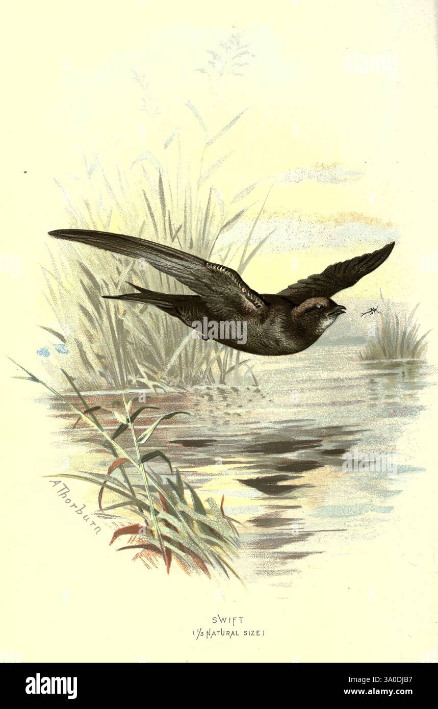 Shown in intricate detail hi-res stock photography and images - Alamy