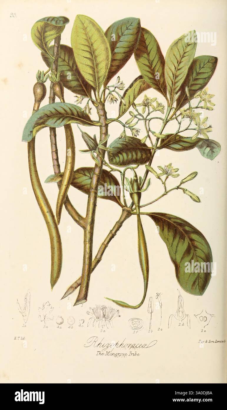 Illustrations of the Natural Orders of Plants with Groups and ...