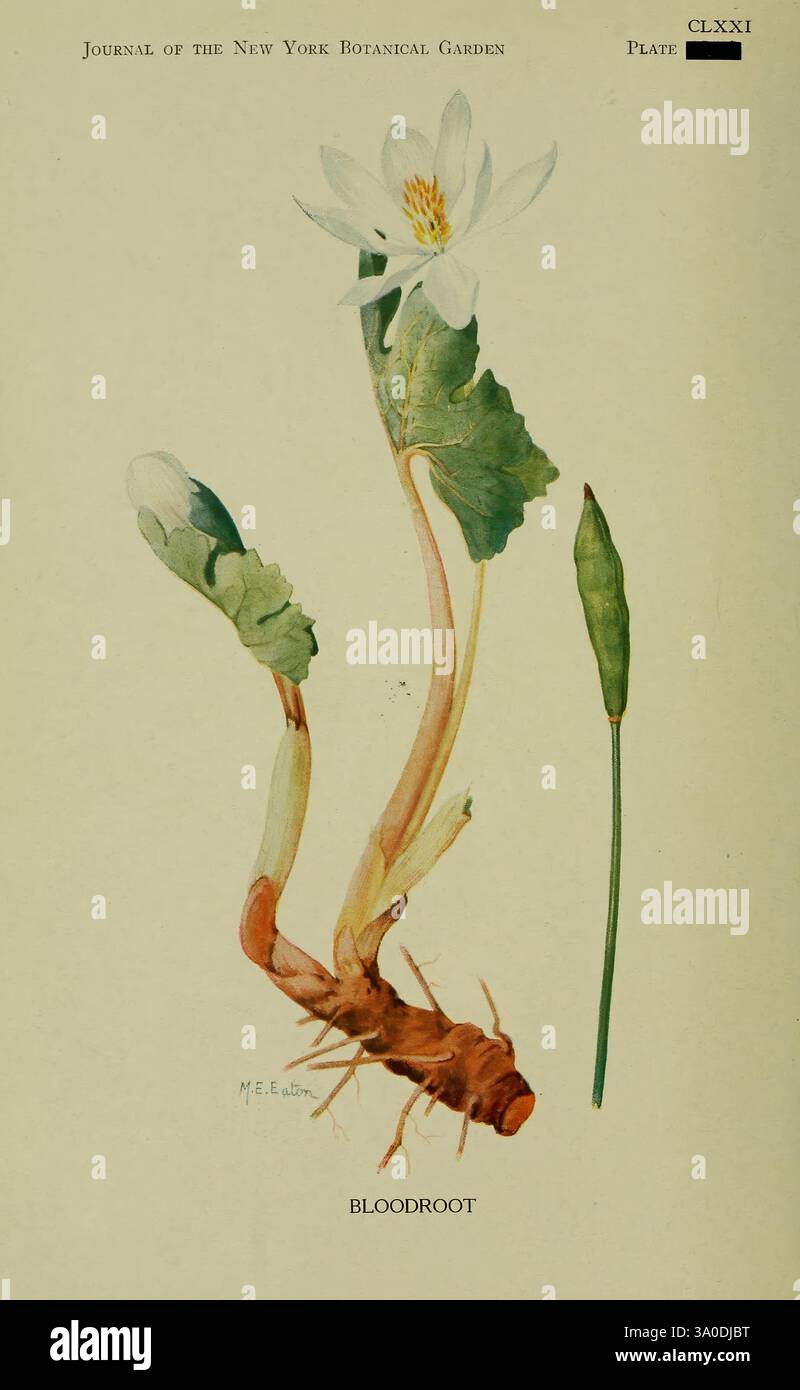 Detailed illustration of bloodroot hi-res stock photography and images ...
