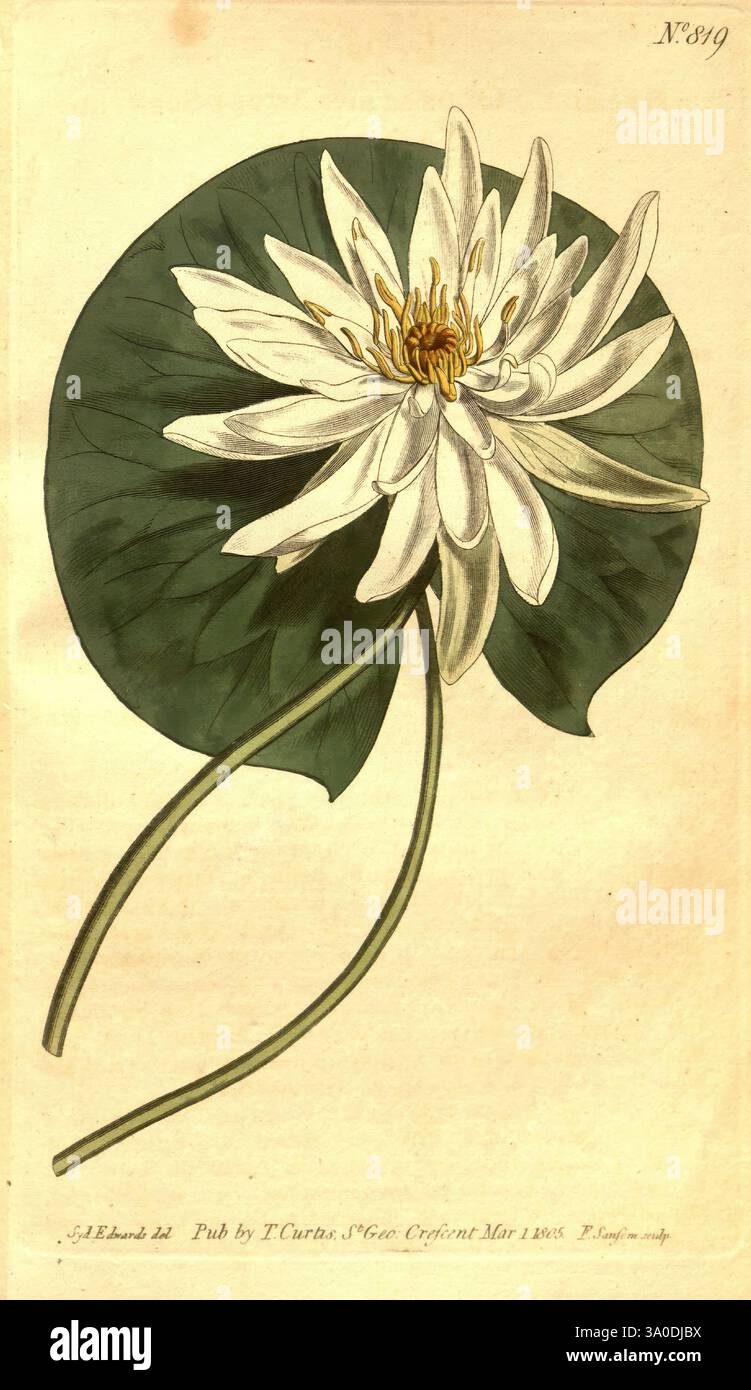 Family nymphaeaceae sydenham teast edwards north america hi-res stock ...