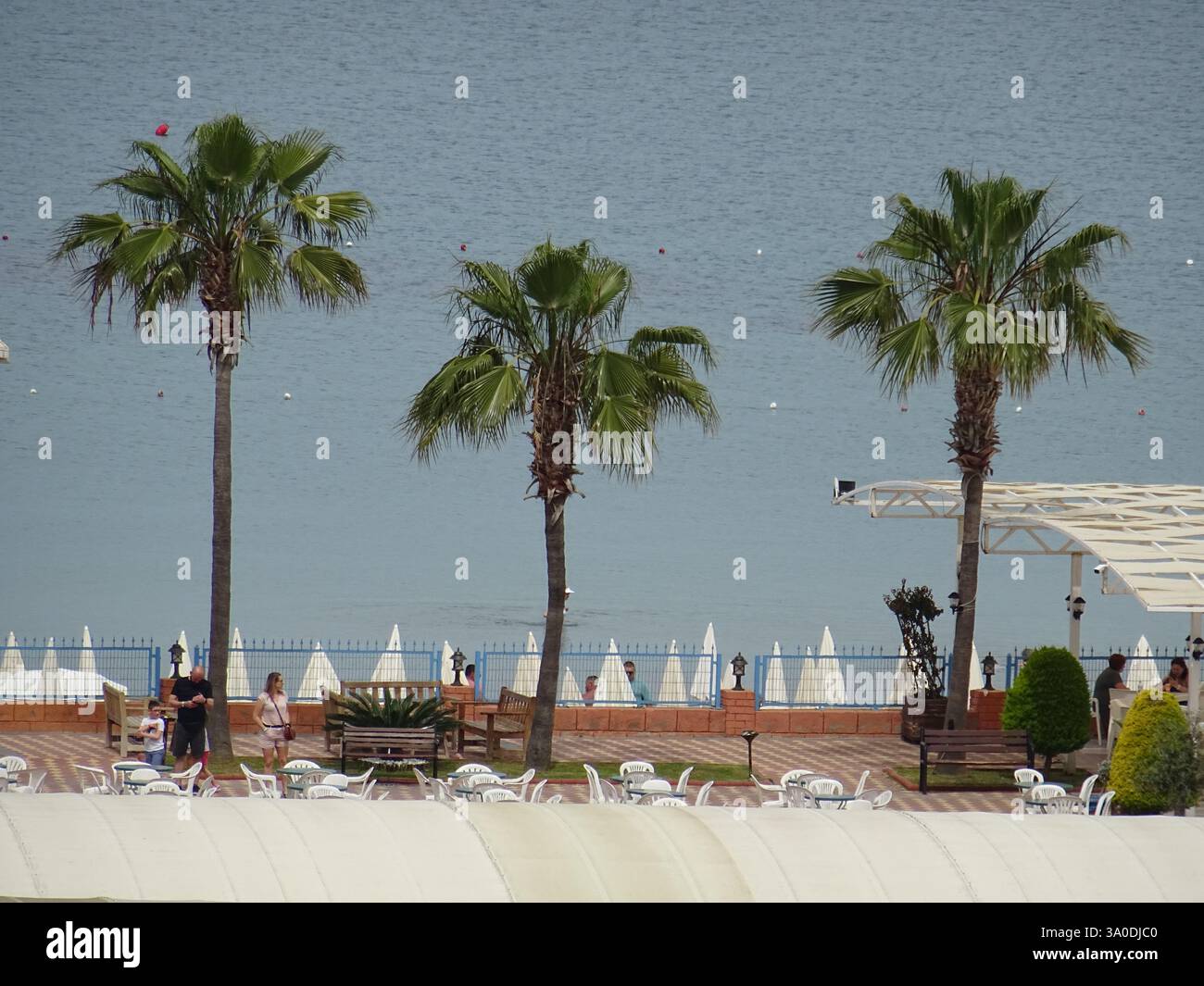 Summer beach palms trees hi-res stock photography and images - Alamy