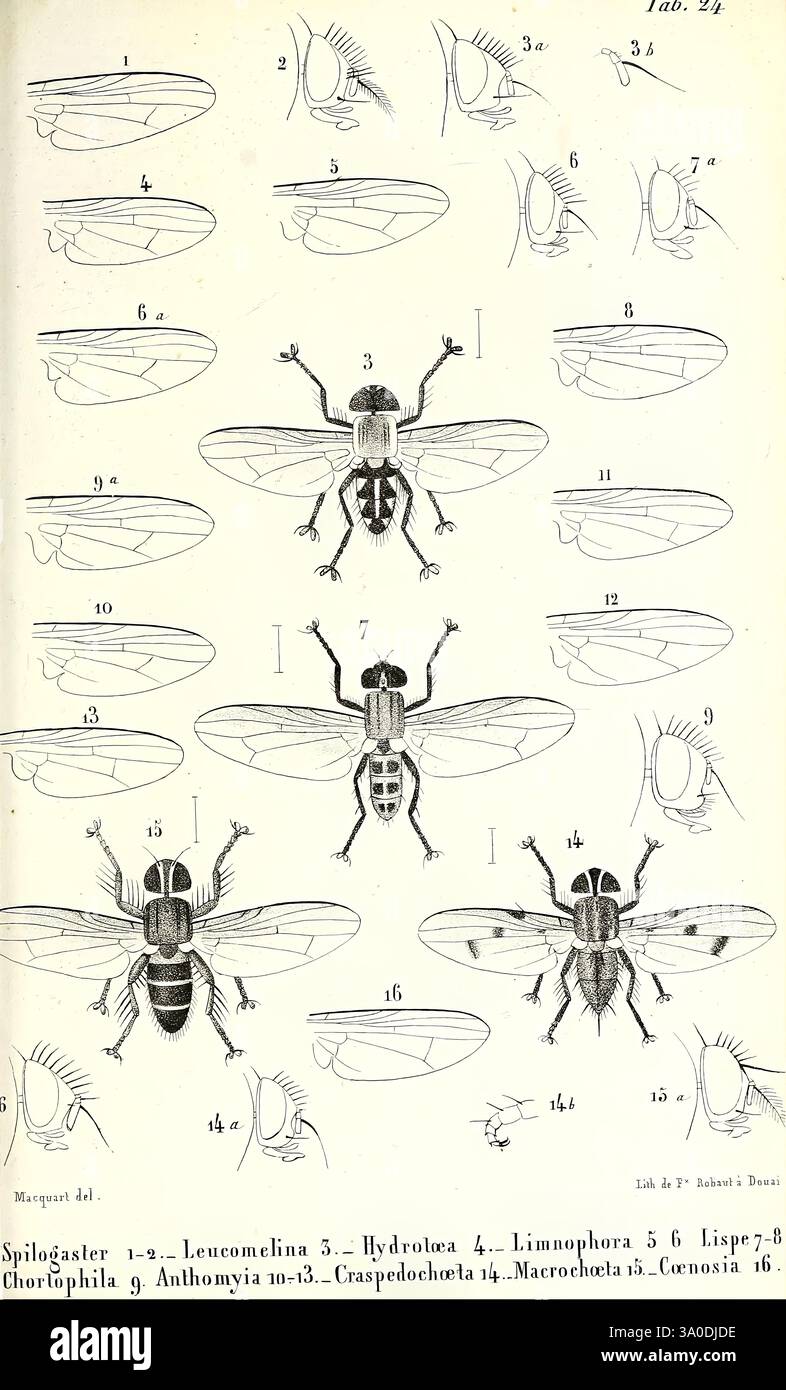 Diptères, exotiques, nouveaux ou peu connus, Paris, Roret, 1838-1843 ...