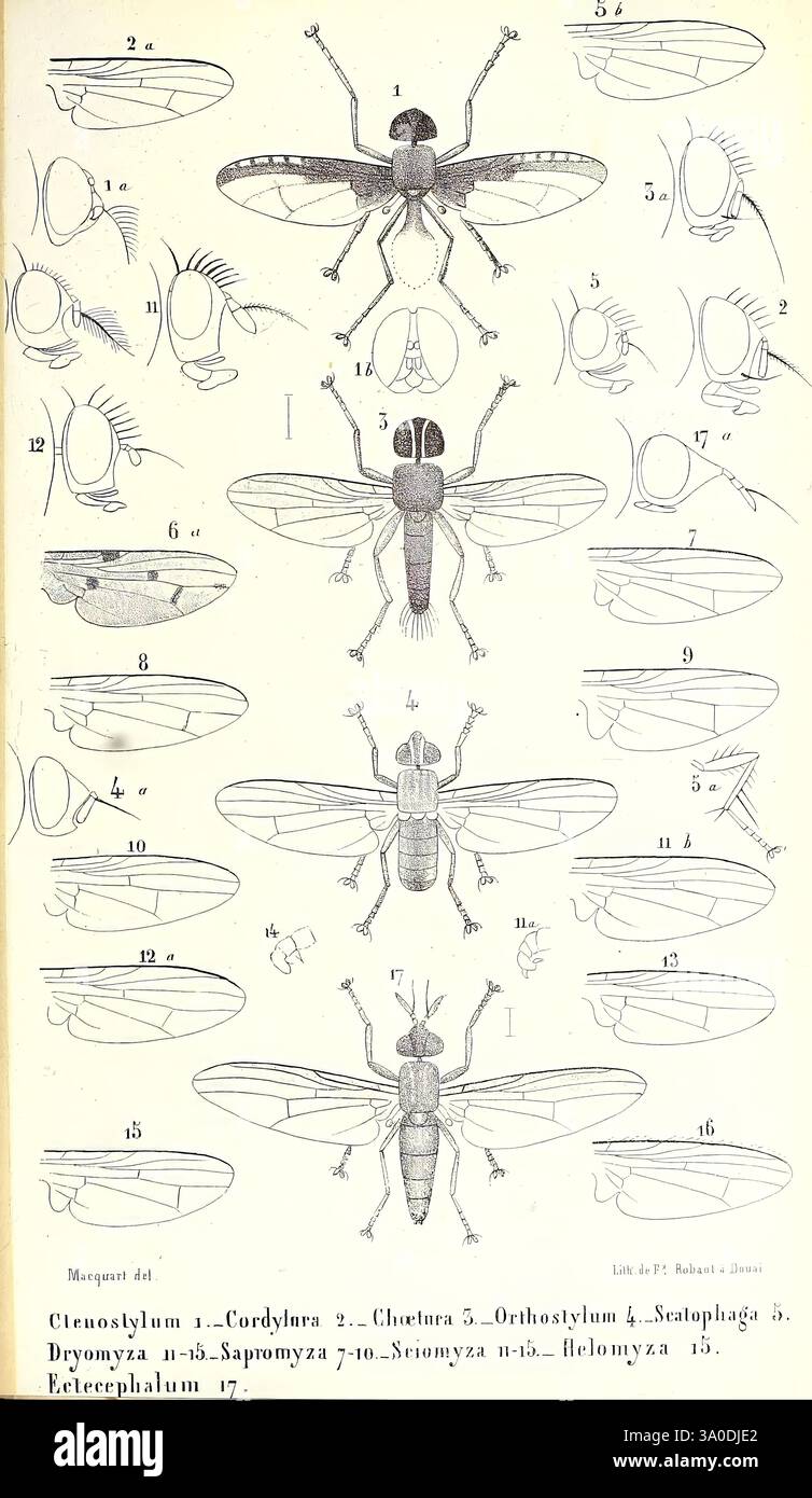 Comparative morphology of insect wings hi-res stock photography and ...