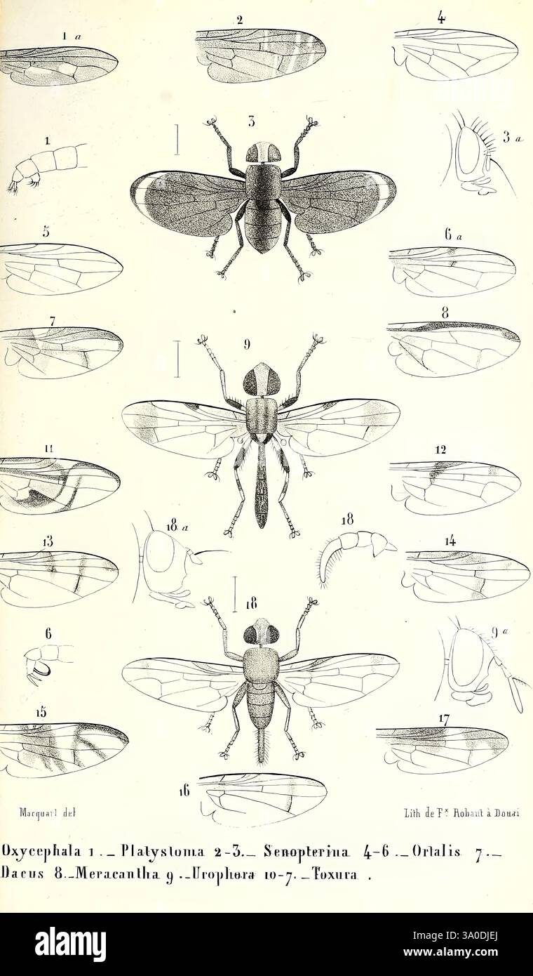 Classifying different fly species hi-res stock photography and images ...