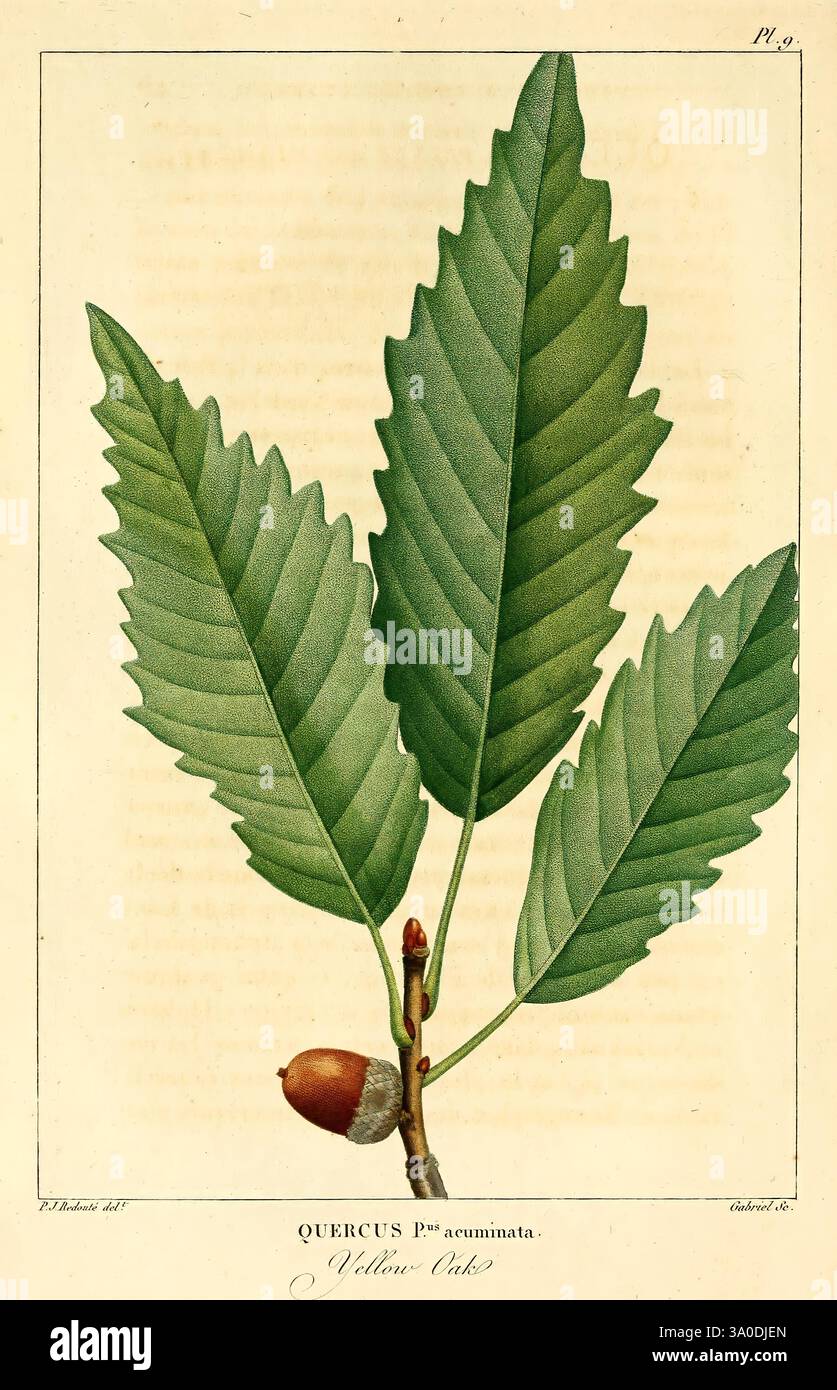 Histoire, des, arbres, forestiers, de, l'Amérique, septentrionale ...