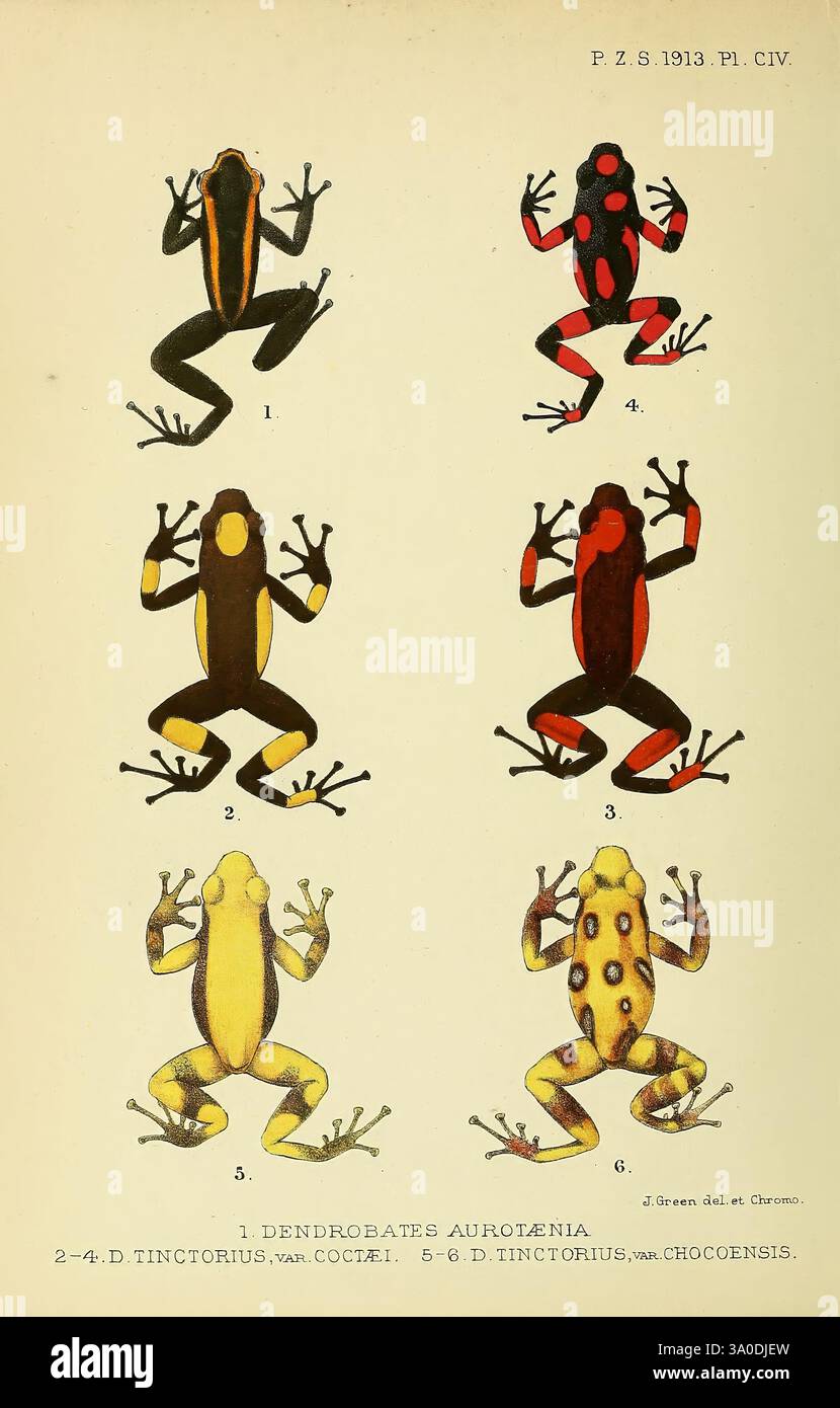 First frog features hi-res stock photography and images - Alamy