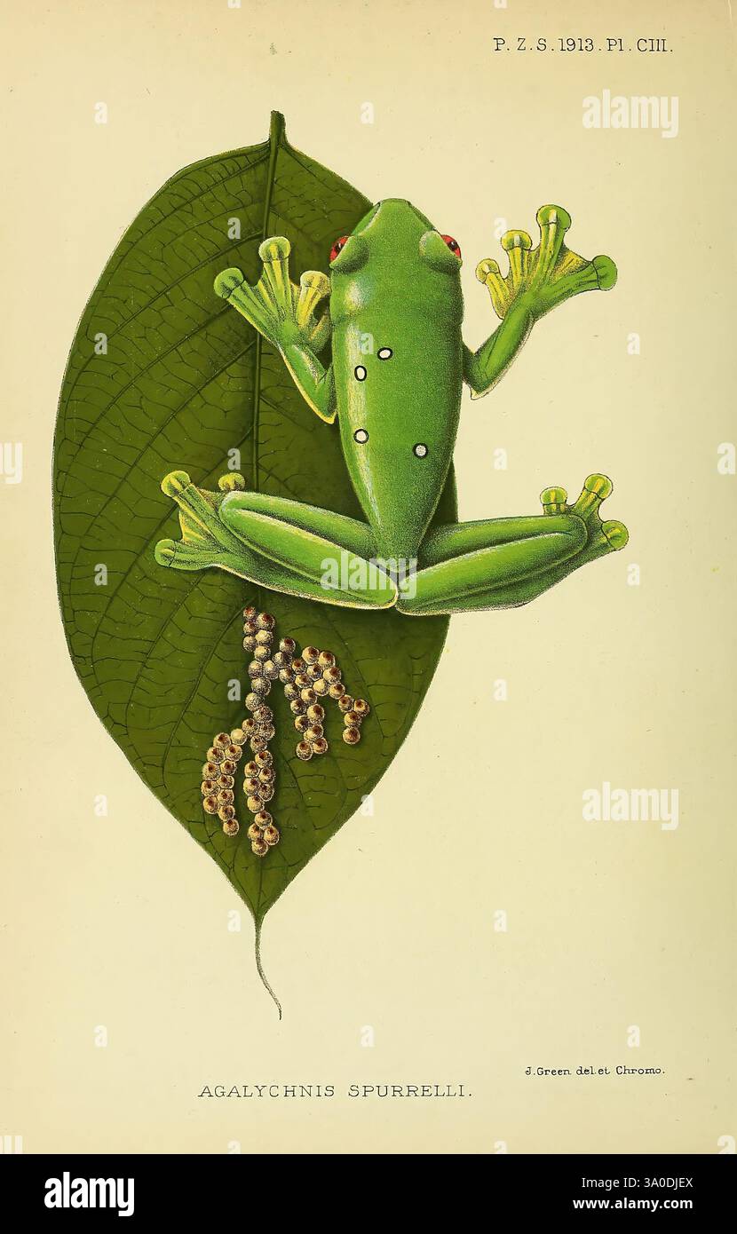Frogs distinctive features hi-res stock photography and images - Alamy