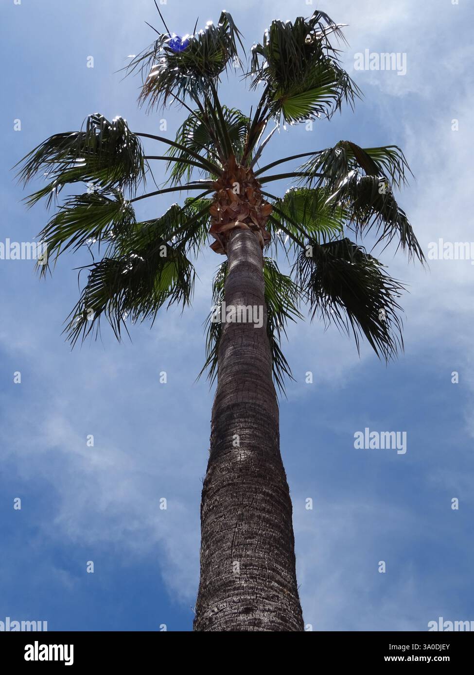 Single Palm Tree from Below Stock Photo - Alamy