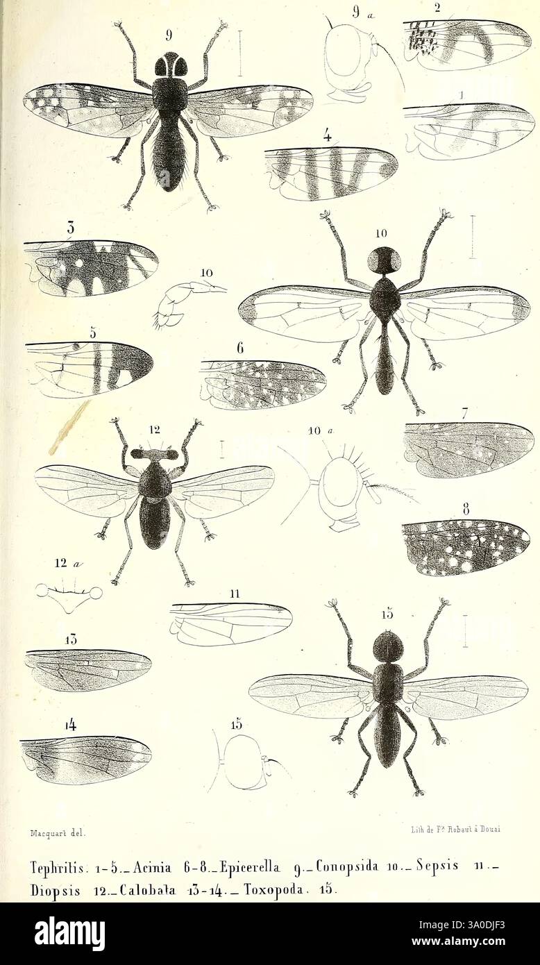 Intricate line work draws attention hi-res stock photography and images ...