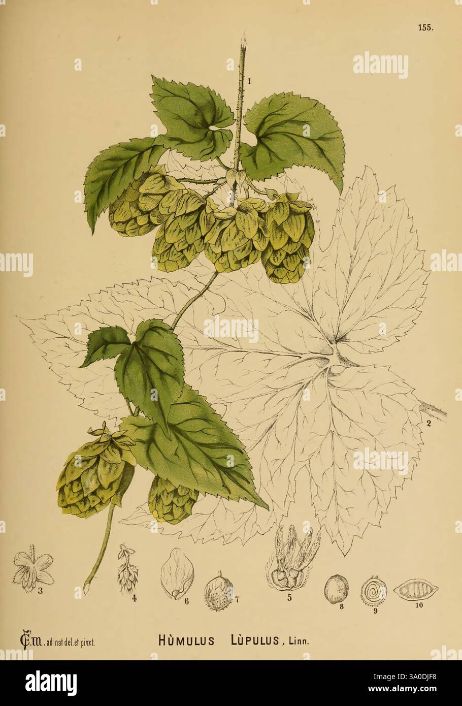 Characteristic cone shaped flowers hi-res stock photography and images ...