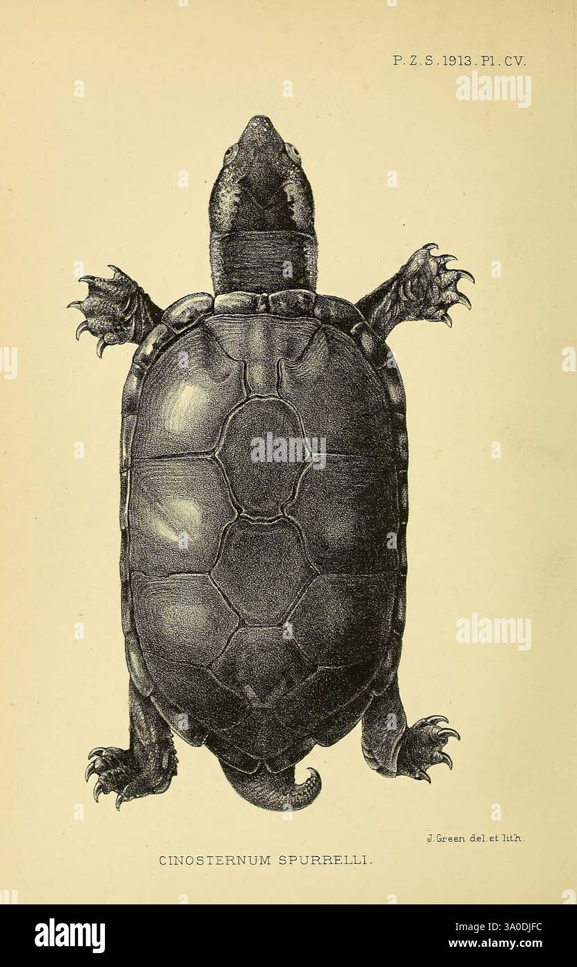 Featuring distinct shell patterns hi-res stock photography and images ...