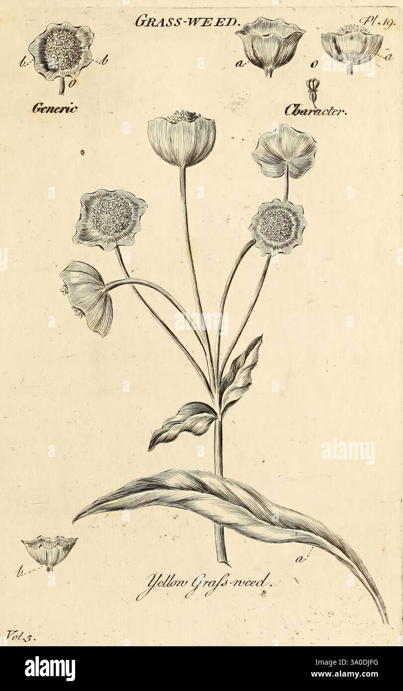 The Vegetable System London 1759-1763 Botany Pictorial Works, This ...