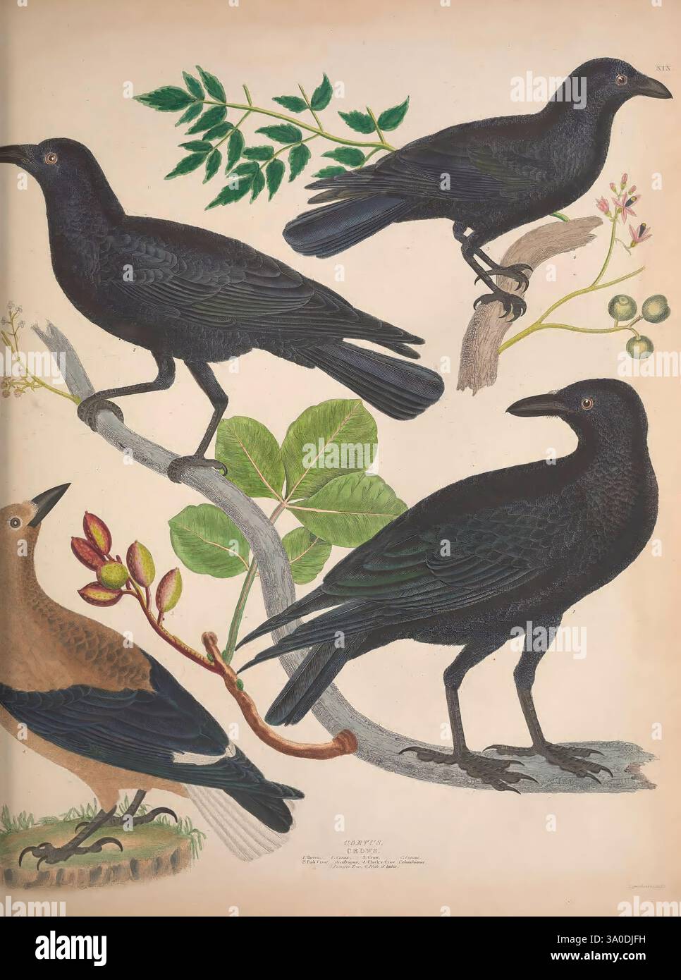 Detailed depiction of various crow species hi-res stock photography and ...