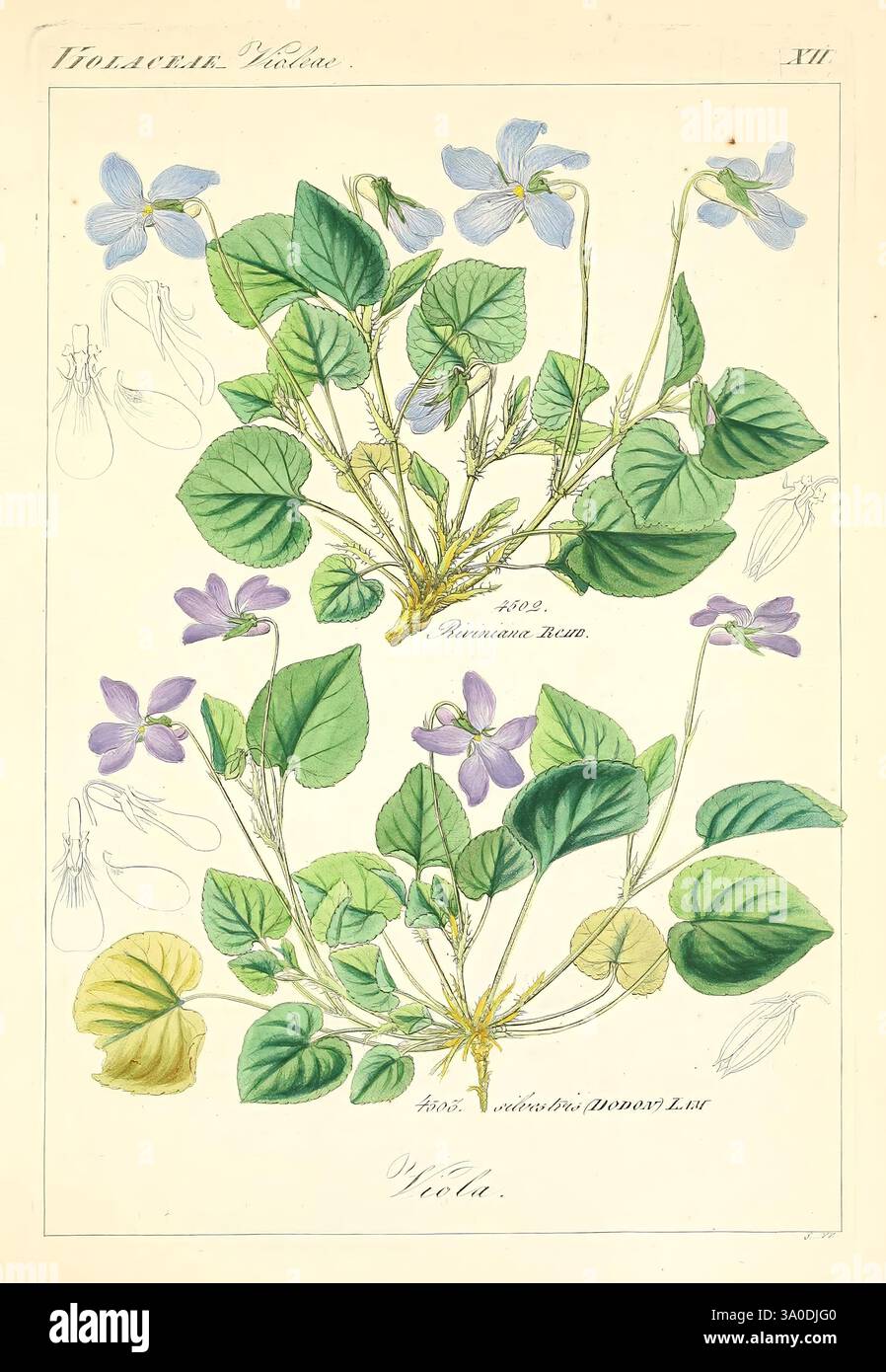 Showcasing various species of violets hi-res stock photography and ...